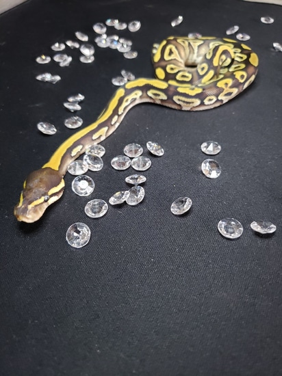 Gravel Mojave Ball Python by Diamond Quality Morphs