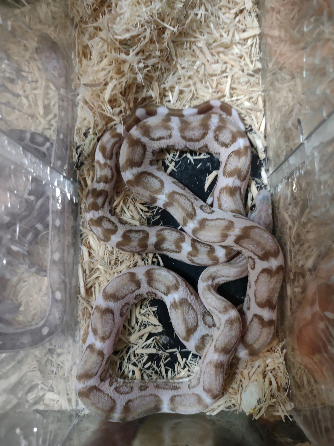 Scaleless Ghost Corn Snake by DreamScales - MorphMarket