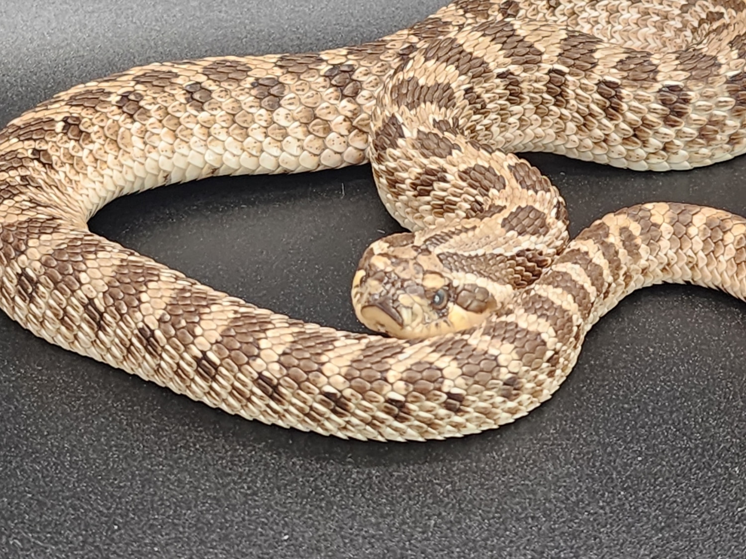 Het Lavender Het Toffee Belly Western Hognose by DreamScales - MorphMarket
