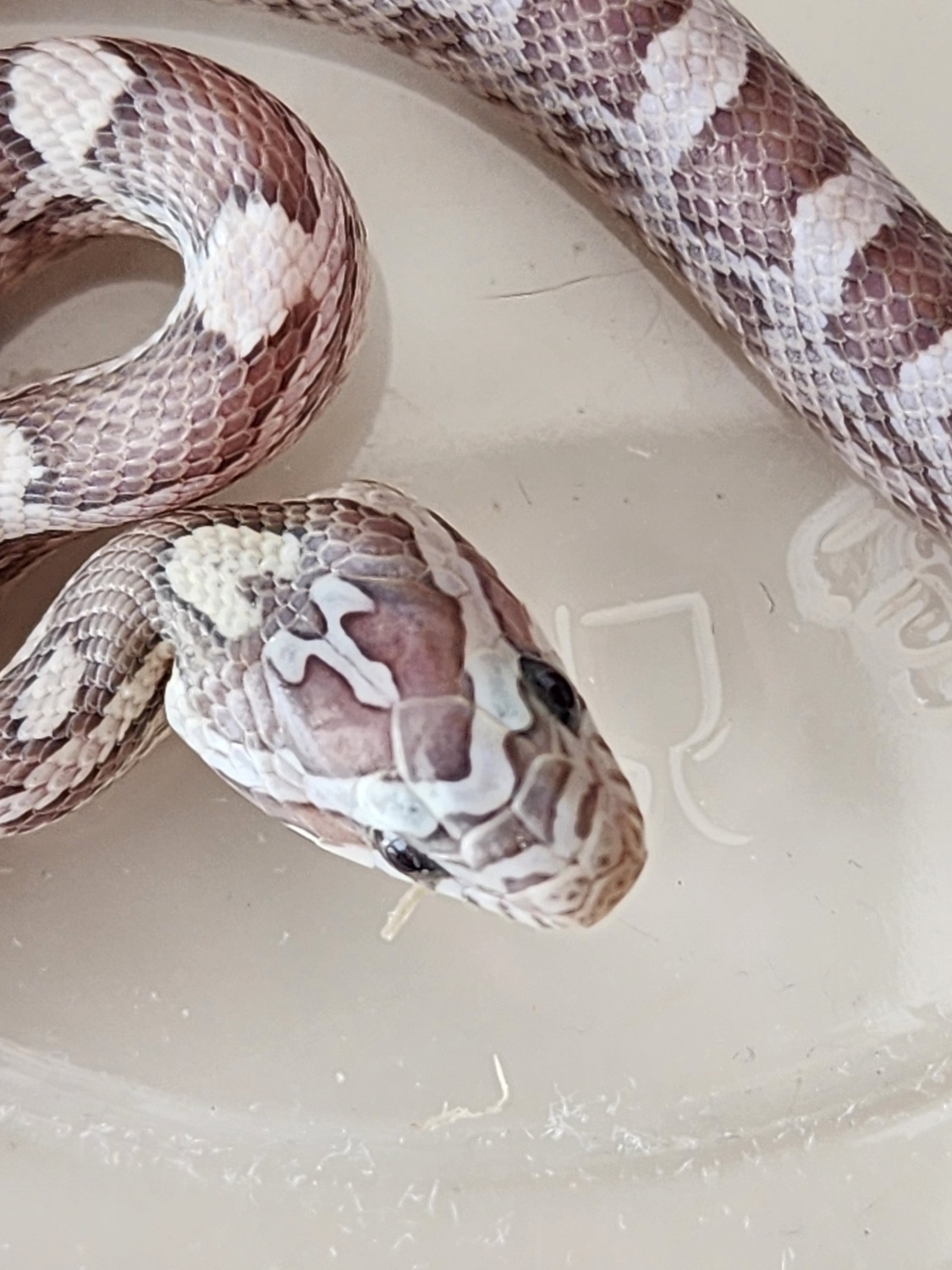Ghost Het Sunkissed 50% Amel Corn Snake by DreamScales - MorphMarket
