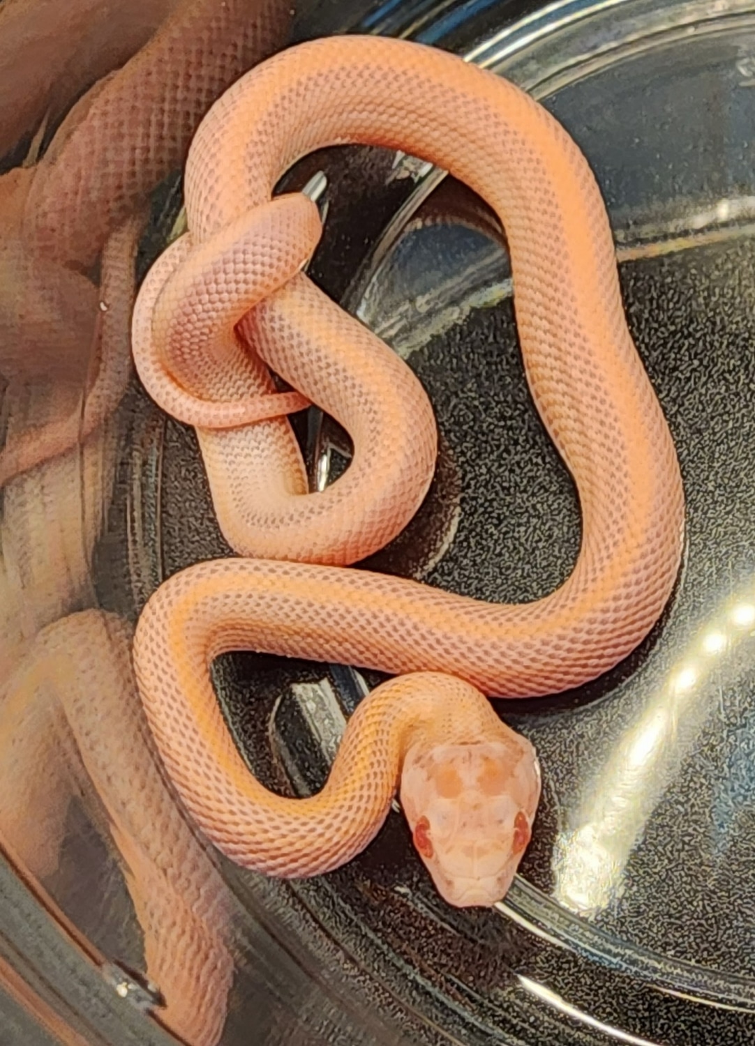 Hypo Opal Stripe Het Anery Corn Snake by DreamScales - MorphMarket