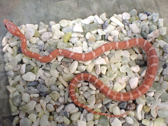 Hypo Lavender Possible Peach 66% Amel & Motley 50% Diffused Corn Snake ...