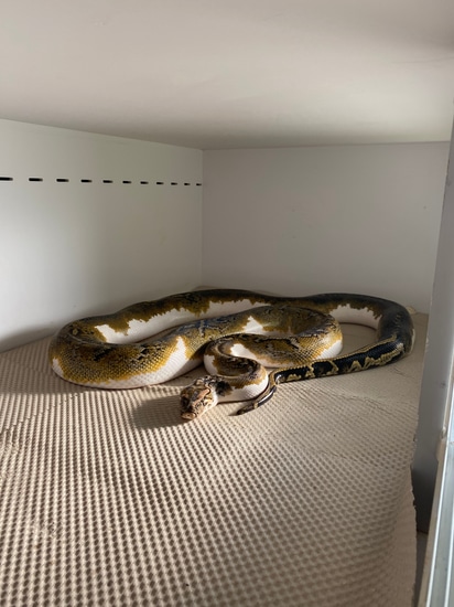 Pied Het Caramel Burmese Python by Elite Snakes