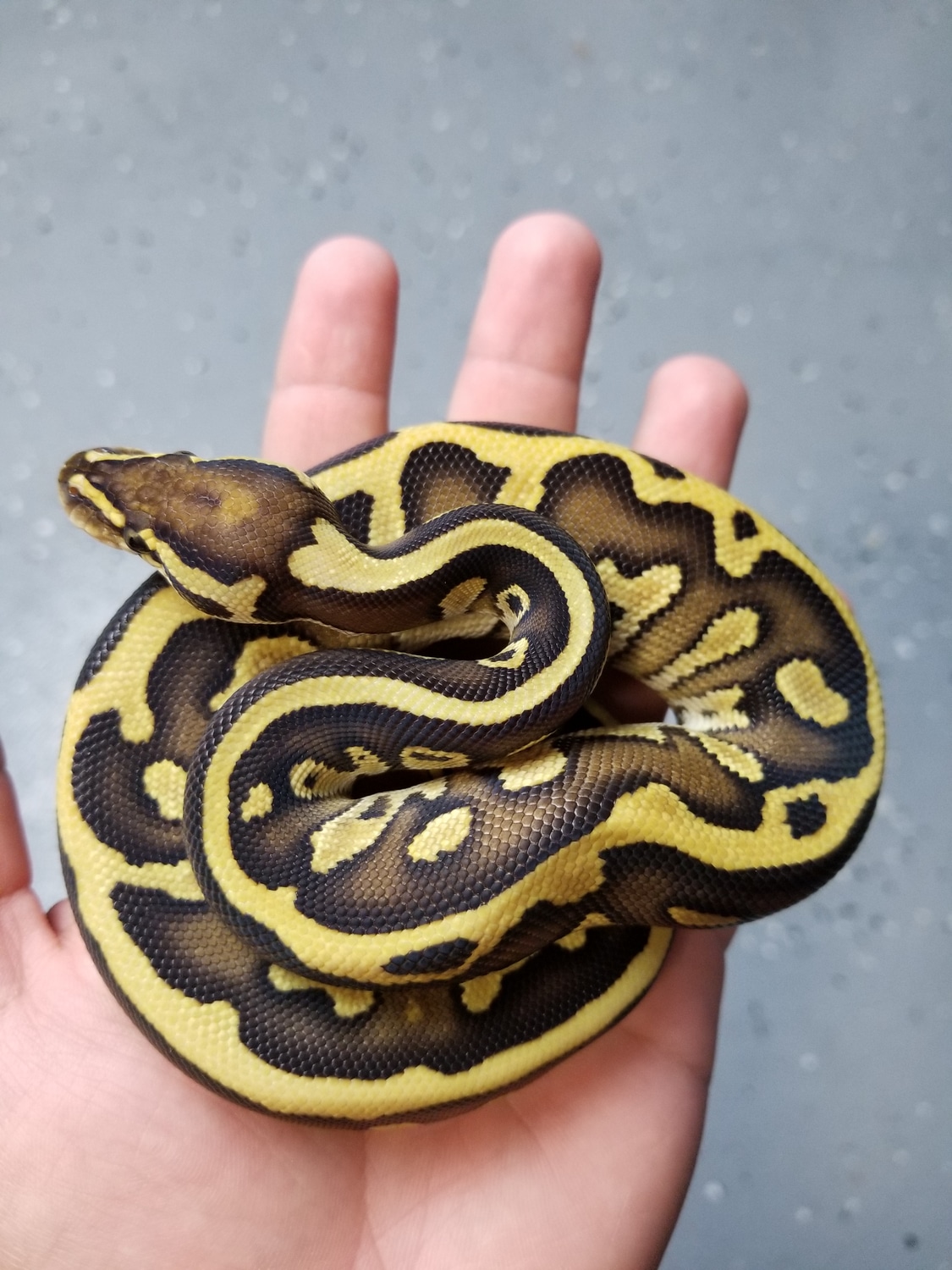 Leopard Lesser Double Het Ultramel Clown Ball Python by Martinez ...