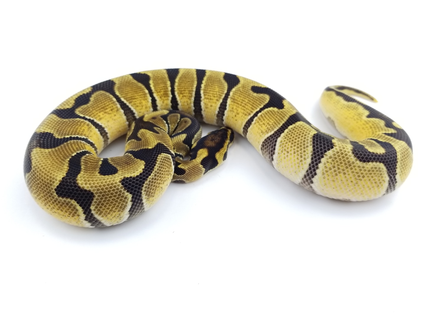 Enchi Yellow Belly Ball Python by Martinez Exotics - MorphMarket
