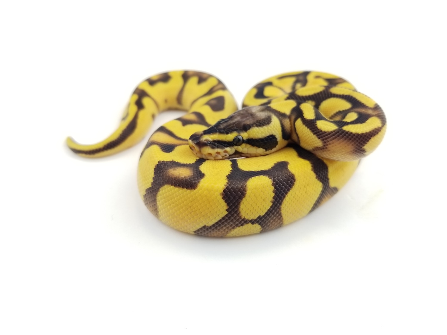 Orange Dream, Pastel, Yellow Belly, Enchi, Fire Ball Python by Martinez ...