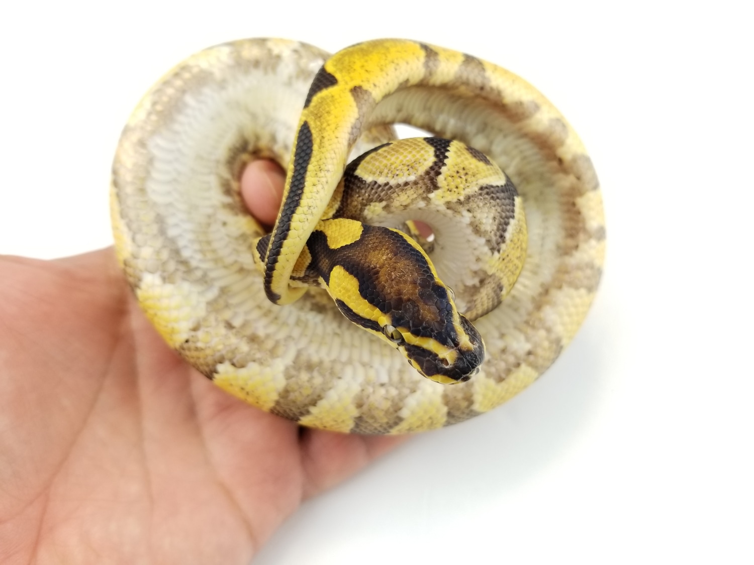 Orange Dream, Enchi, Yellow Belly Ball Python by Martinez Exotics ...