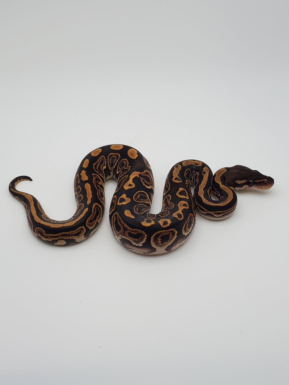 Black Pastel, Yellow Belly, 50% Het Pied Ball Python by Martinez ...