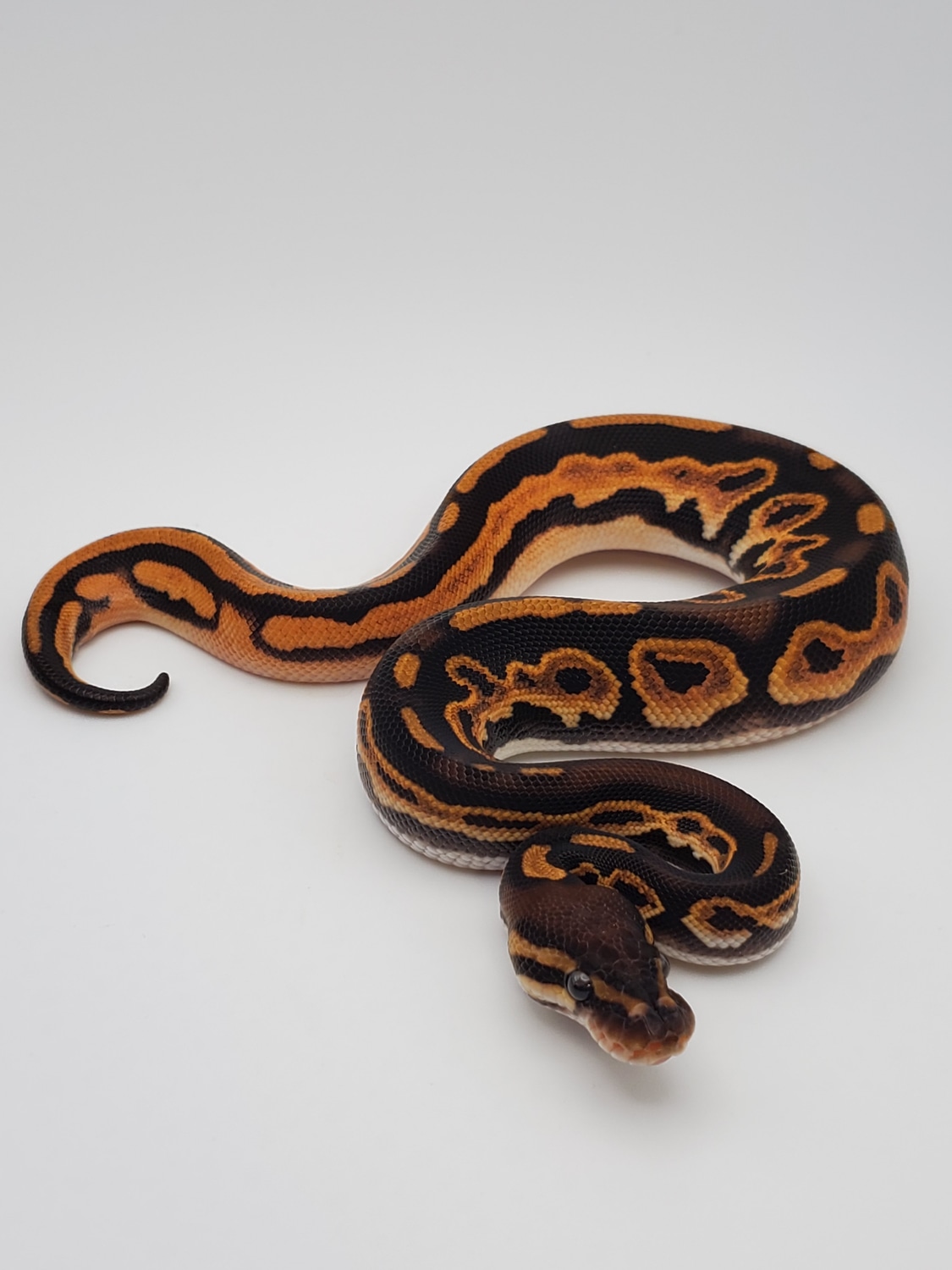 Orange Dream, Black Pastel, Yellow Belly Ball Python by Martinez ...