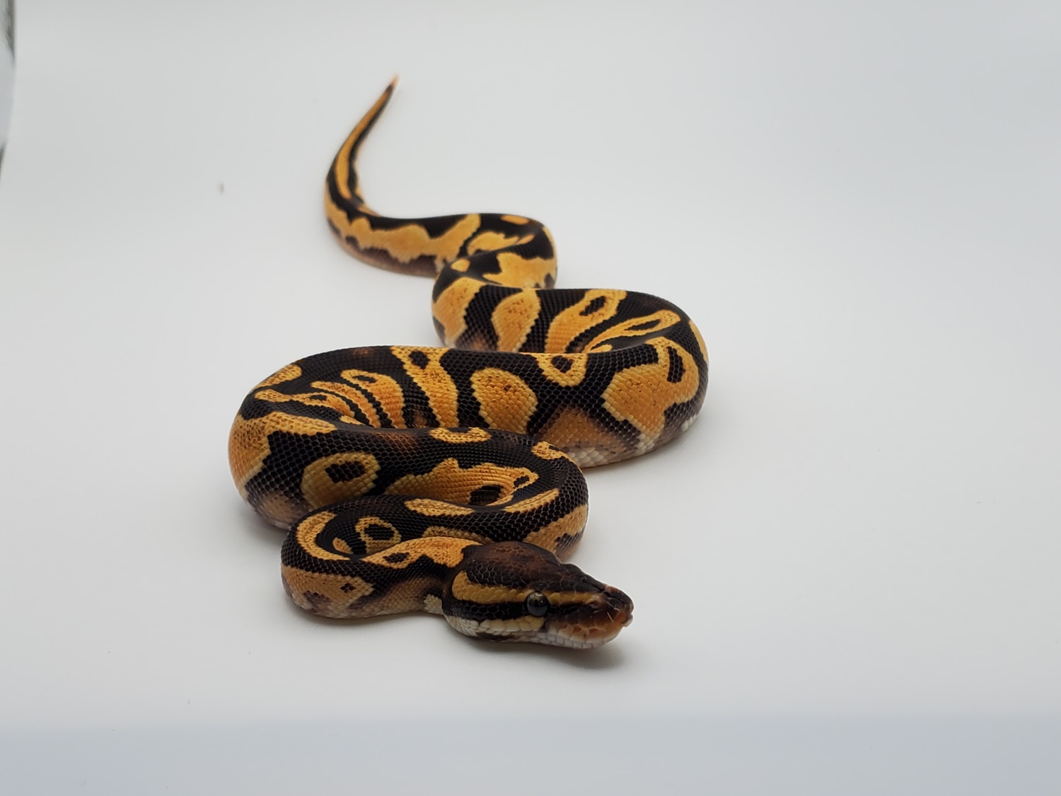 Super Orange Dream, Yellow Belly Ball Python by Martinez Exotics ...