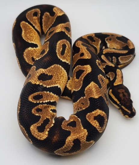 Orange Dream, Yellow Belly , Het Ultramel Ball Python by Martinez Exotics