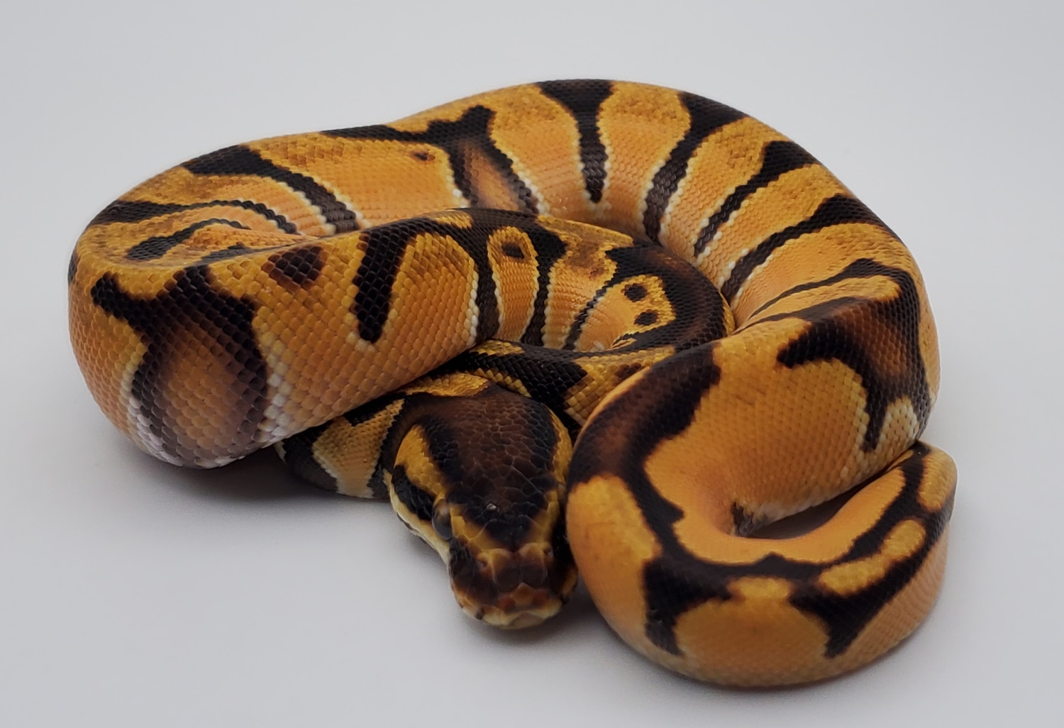 Super Orange Dream, Redstripe Ball Python by Martinez Exotics - MorphMarket