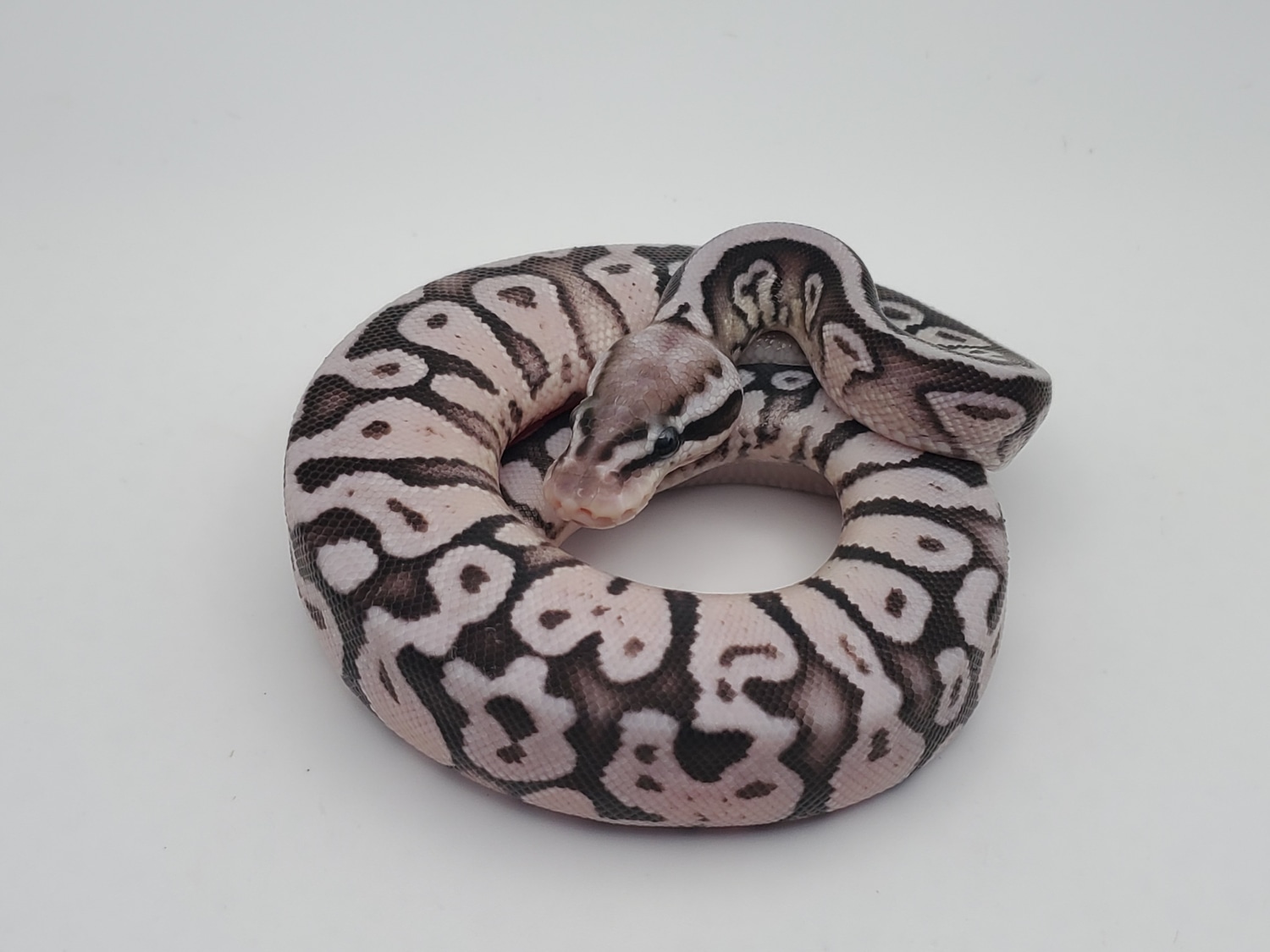 Super Pastel. VPI Axanthic, 66% Het Desert Ghost Ball Python by ...