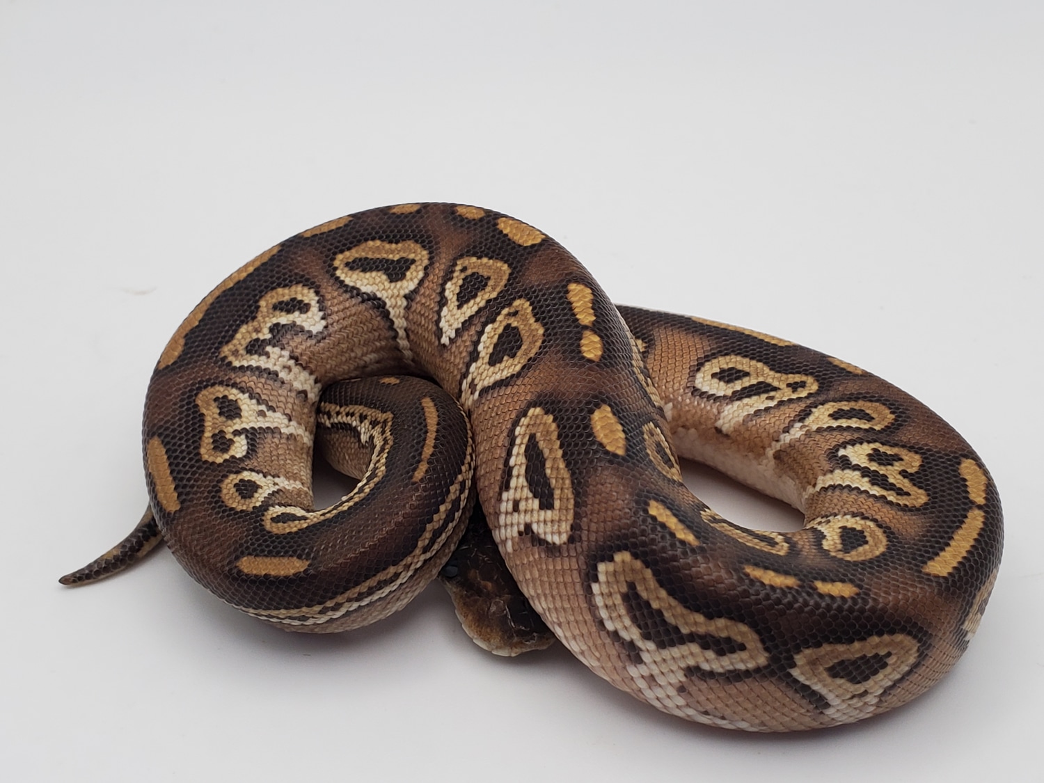 Black Head, Mojave, 66% Het Clown Ball Python by Martinez Exotics ...