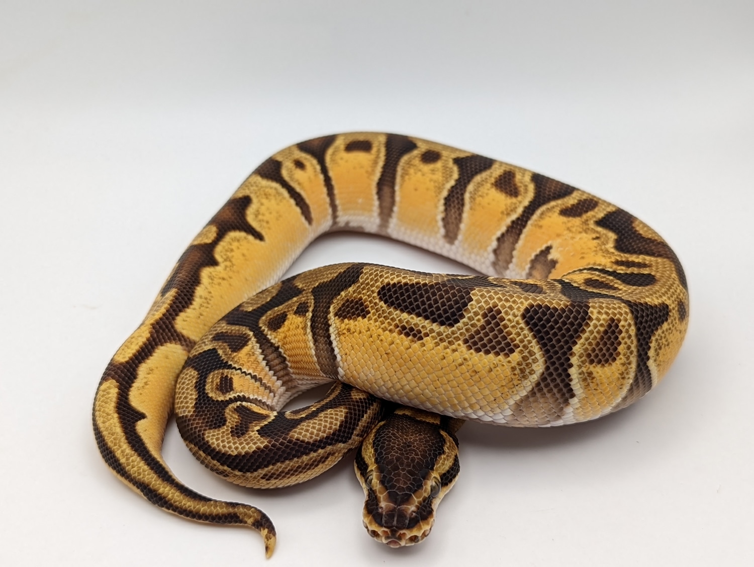 Orange Dream Enchi Redstripe Ball Python by Martinez Exotics - MorphMarket