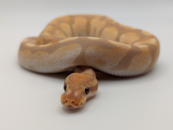 Banana, Fire, Yellow Belly, Calico Ball Python by Martinez Exotics
