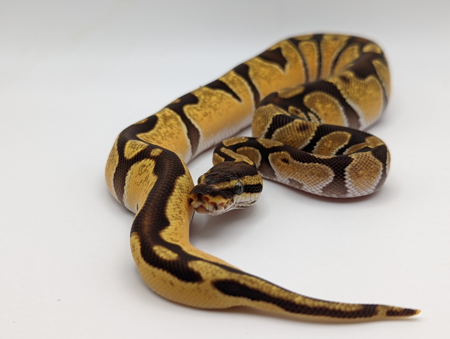 Super Orange Dream, Redstripe Ball Python by Martinez Exotics - MorphMarket