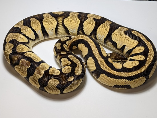 High Intensity Orange Dream Pastel Ball Python by Martinez Exotics