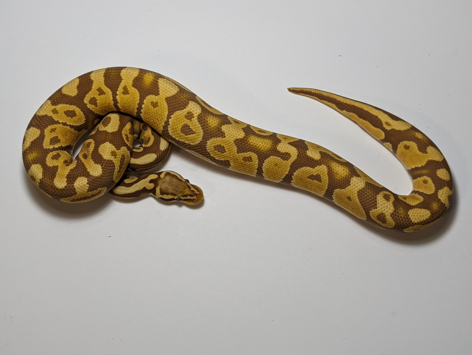 Ultramel, Pastel, 66% Hey Hypo, 66% Het Pied Ball Python by Martinez ...