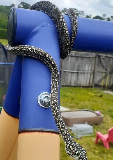 SDZ/CC Pure Diamond Diamond Carpet Python by Feinprint Exotics LLC