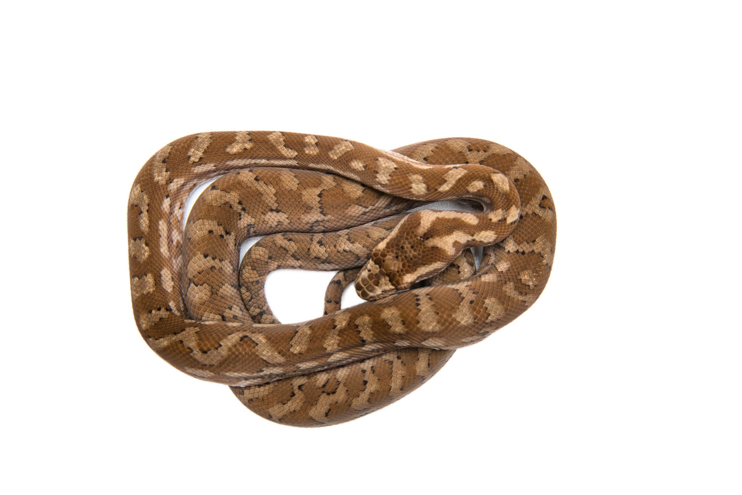 Hypo Coastal Carpet Python by Feinprint Exotics LLC - MorphMarket