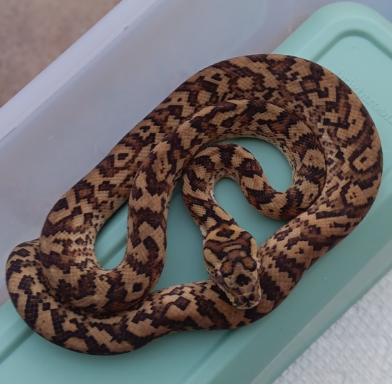 Caramel Coastal Coastal Carpet Python by Feinprint Exotics LLC