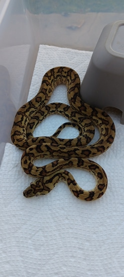 Caramel Coastal Carpet Python by Feinprint Exotics LLC