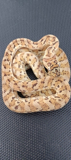Caramel, Hypo Coastal Carpet Python by Feinprint Exotics LLC