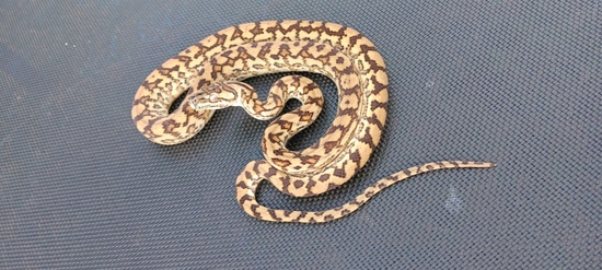 Caramel Coastal Carpet Python by Feinprint Exotics LLC