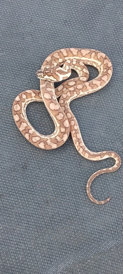 Caramel, 100% Het Albino, 50% Het Axanthic Other Carpet Python by ...