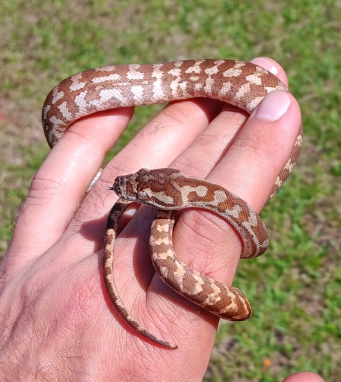 Caramel, 100% Het Albino, 50% Het Axanthic Other Carpet Python by ...