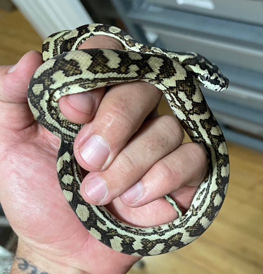 Caramel, 100% Het Albino, 50% Het Axanthic Other Carpet Python by ...