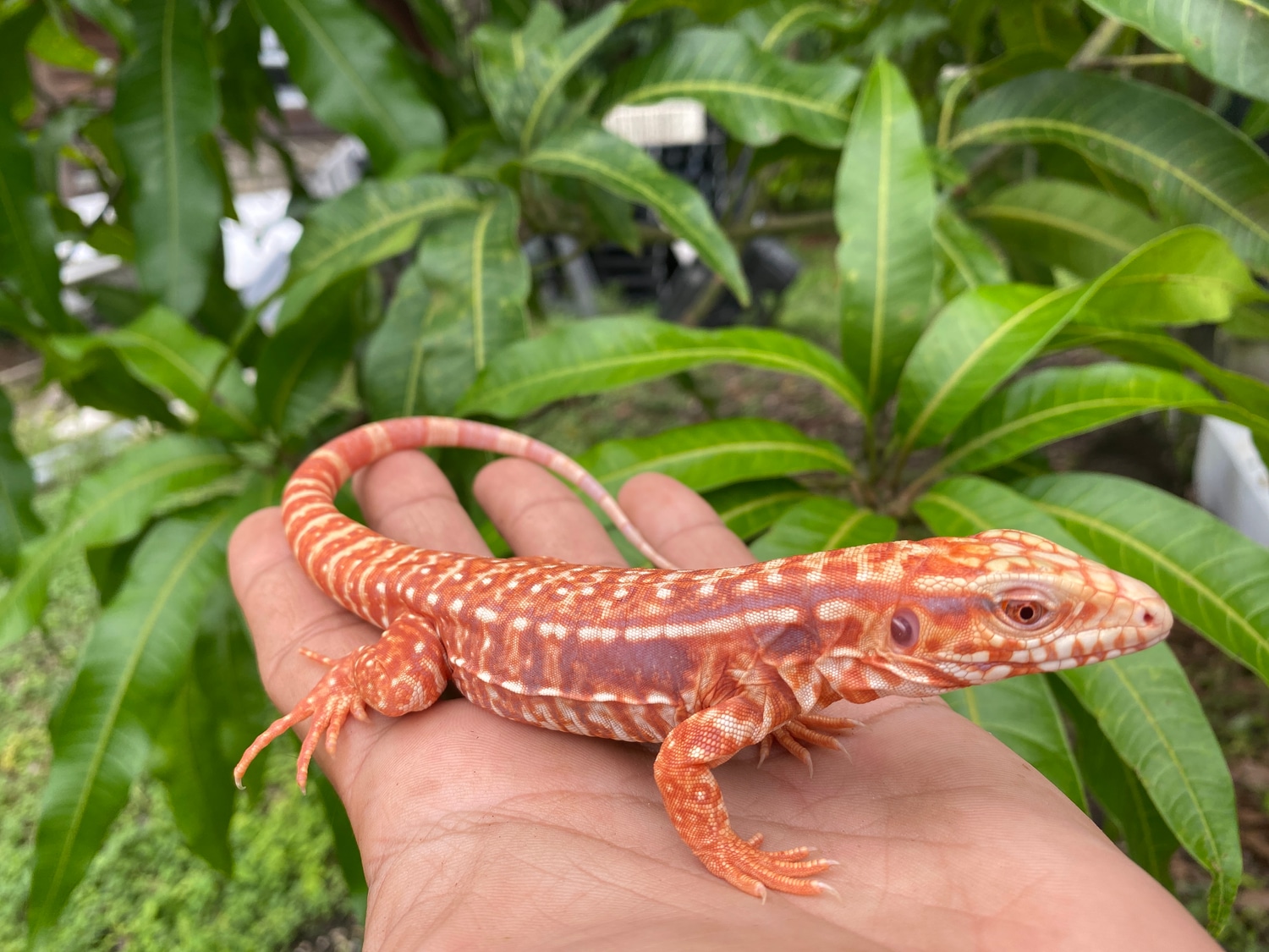 Pure Albino Red Tegu Salvator Tegu by Caliper farms - MorphMarket