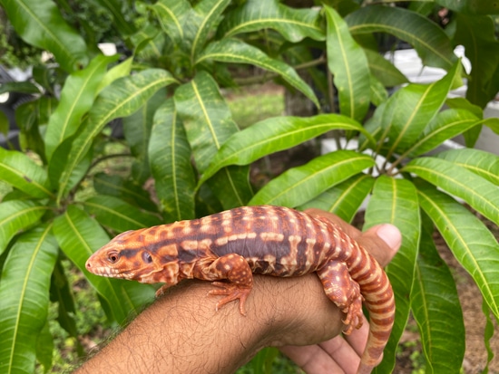 Pure Albino Red Tegu Argentine Tegus by Caliper farms