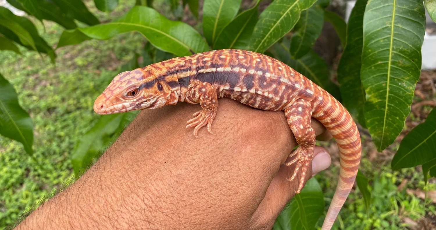 Pure Albino Red Tegu Salvator Tegu by Caliper farms - MorphMarket