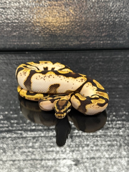 Spotnose Fire Calico Het Desert Ghost Ball Python by 805Ballpythons