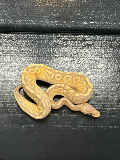 Black Head Banana MojaveYB DH Hypo/Clown Ball Python by 805Ballpythons