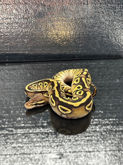 Black Head Mojave YB DH Hypo/Clown Ball Python by 805Ballpythons