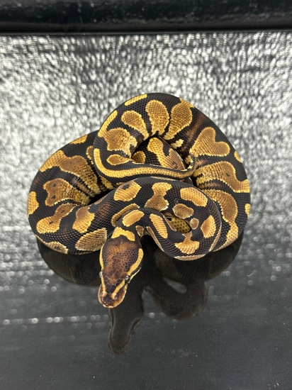 Yellow Belly Het Desert Ghost Ball Python by 805Ballpythons