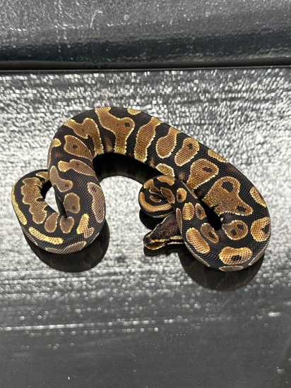 Yellow Belly Het Desert Ghost Ball Python by 805Ballpythons