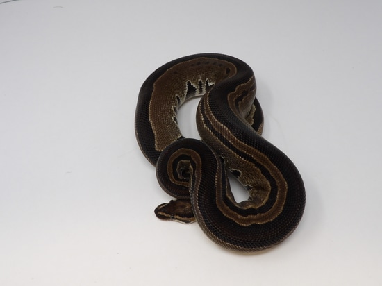Tri Stripe Ball Python by 805Ballpythons