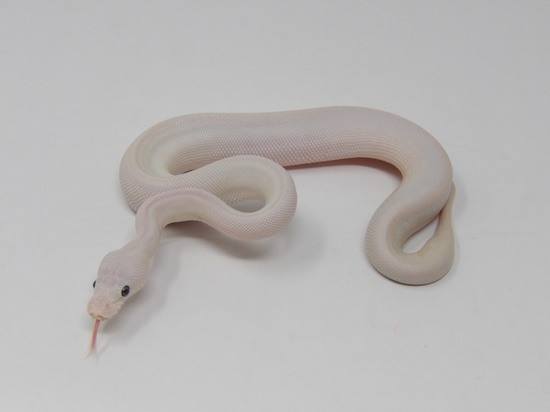Butter/Mojave Het Desert Ghost Ball Python by 805Ballpythons