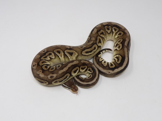 Black Pewter DH Desert Ghost/Clown Pos VPI Ball Python by 805Ballpythons
