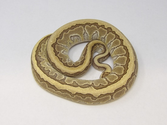 Butter Pinstripe Fire Het Desert Ghost Ball Python by 805Ballpythons
