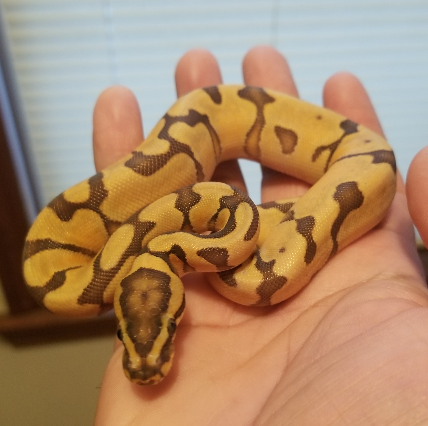 Super Enchi Ghost Ball Python by Snake Dealer - MorphMarket