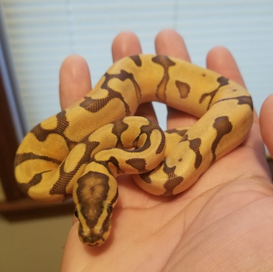 Super Enchi Ghost Ball Python by Snake Dealer
