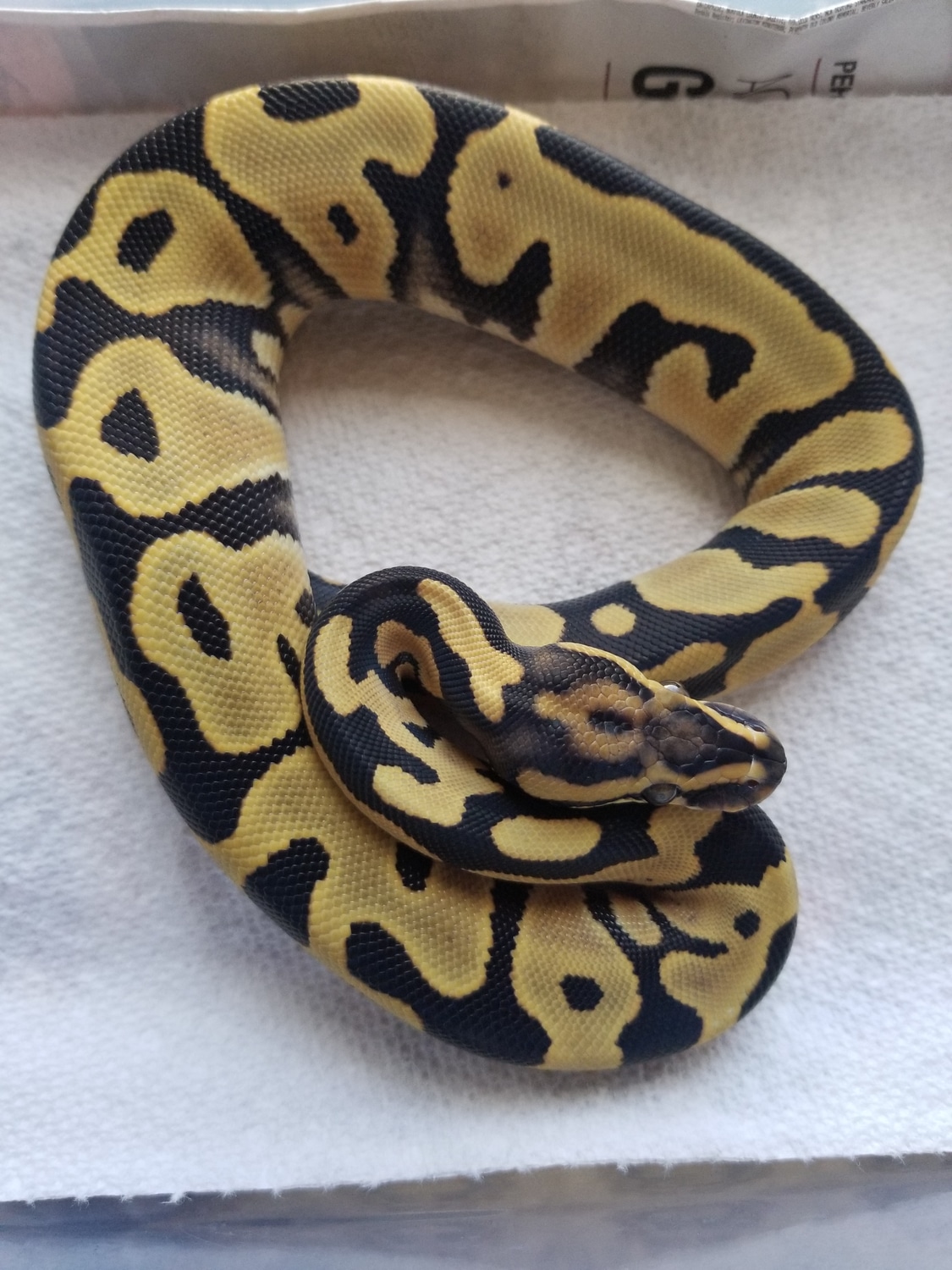 Leopard Desert Ghost Het Ghost Ball Python by Snake Dealer - MorphMarket