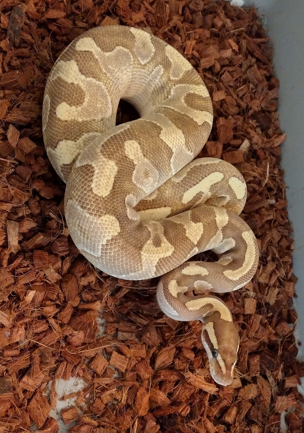 2020 Male Mojave Enchi Disco/fire Het Hypo Ball Python by Snake Dealer - MorphMarket