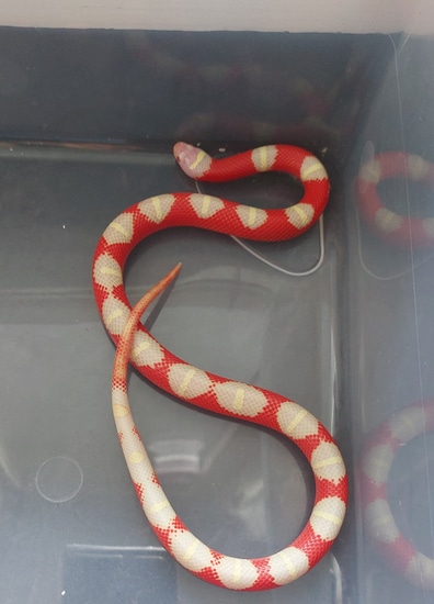 Lampropeltis Nelsoni Albino 100% Het Splotched Nelson's Milk Snake by ...
