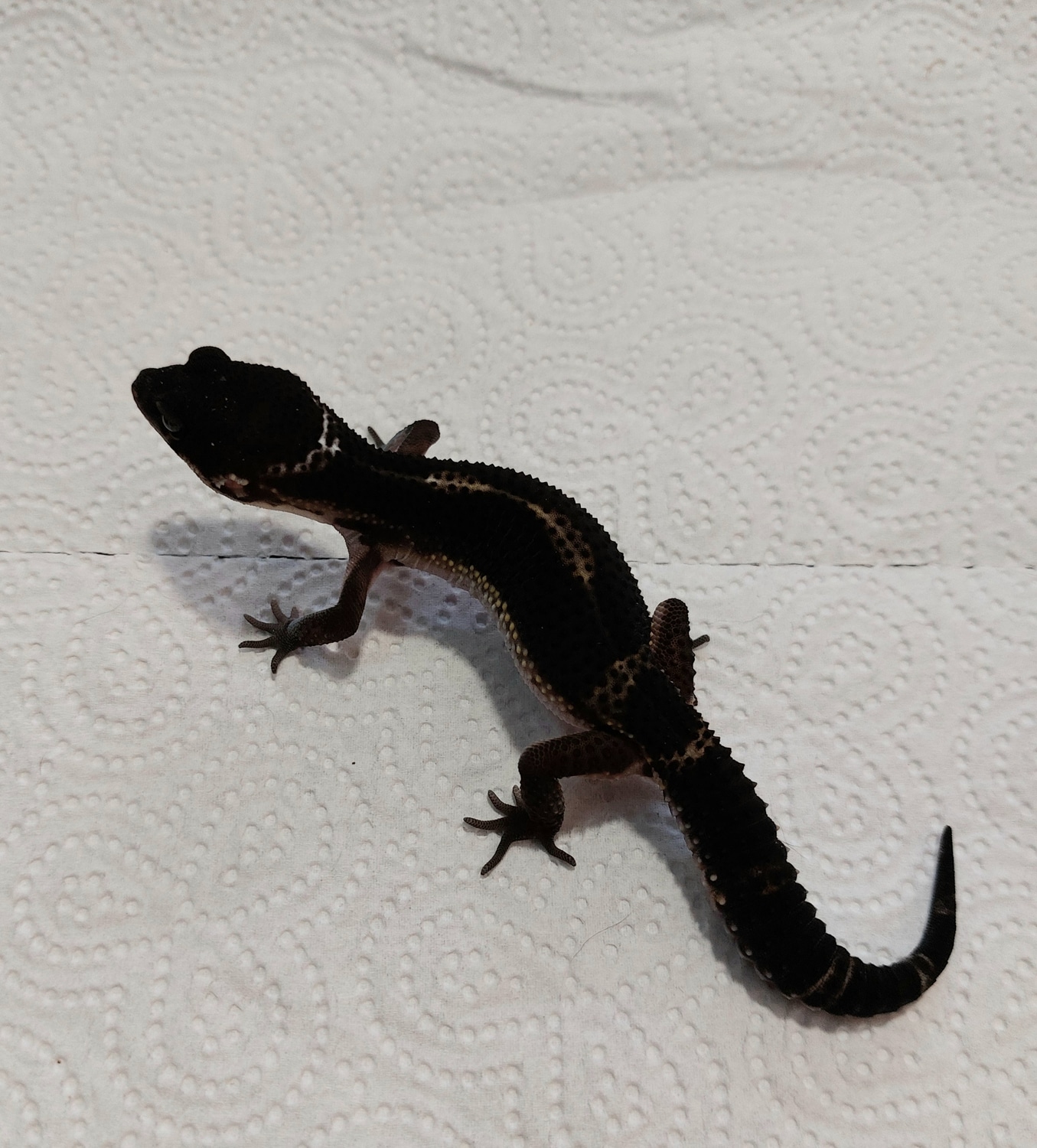Black Night Pure Leopard Gecko by NR-Geckos - MorphMarket